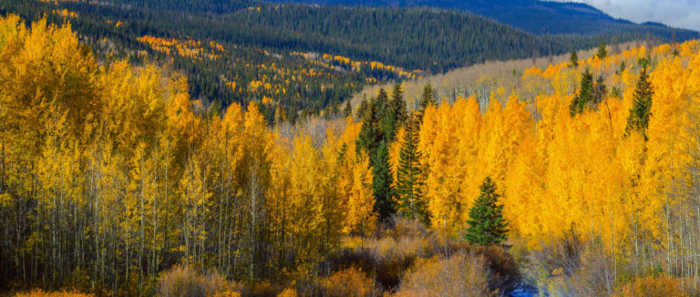Pando – The Trembling Giant – Red River Ranch